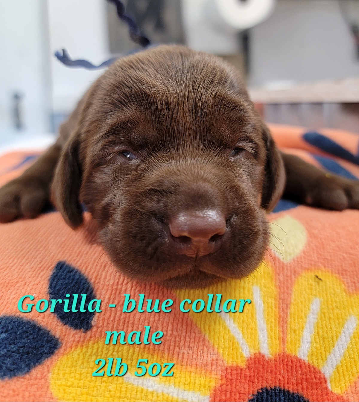 Current litters-Labrador Puppies | Johnson Point Labradors