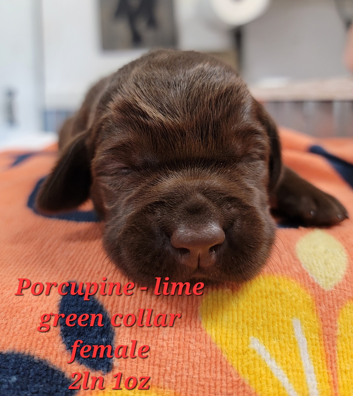 Current litters-Labrador Puppies | Johnson Point Labradors