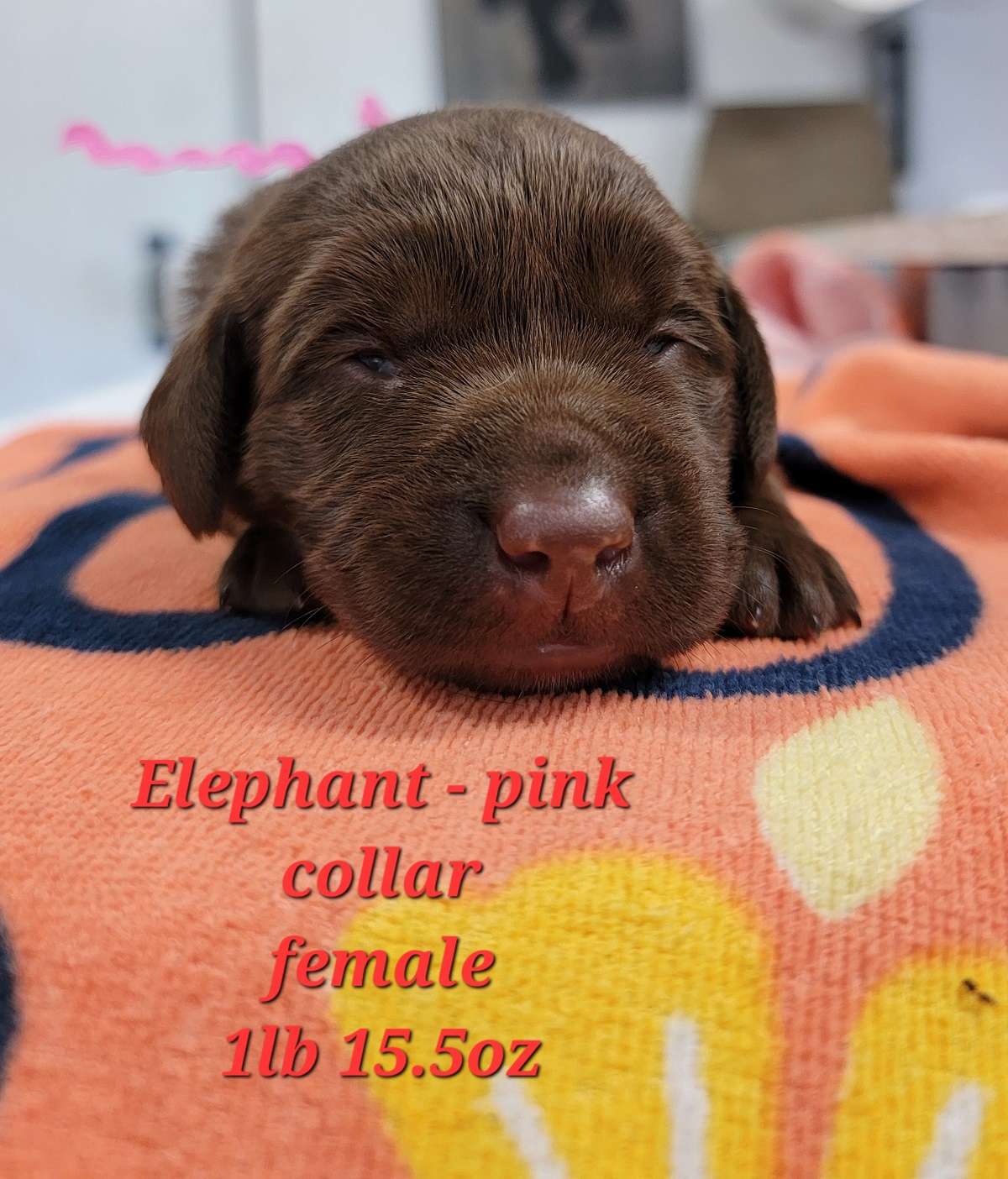 Current litters-Labrador Puppies | Johnson Point Labradors