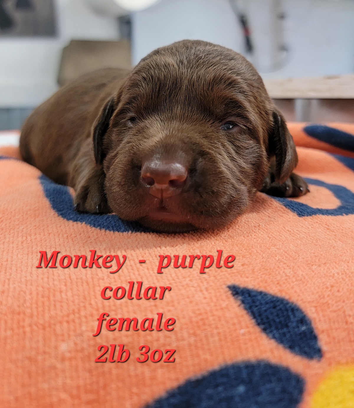 Current litters-Labrador Puppies | Johnson Point Labradors