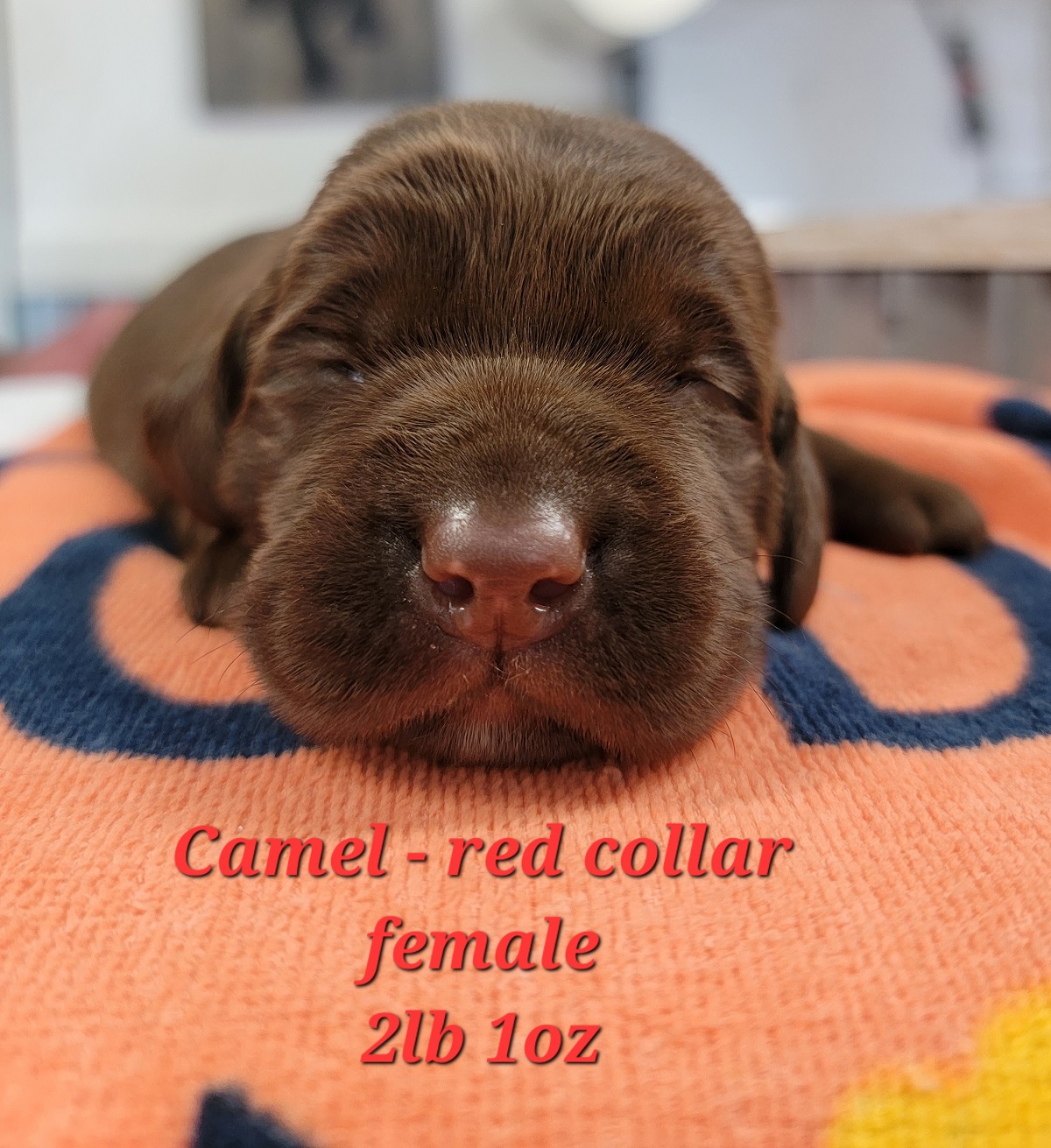 Current litters-Labrador Puppies | Johnson Point Labradors