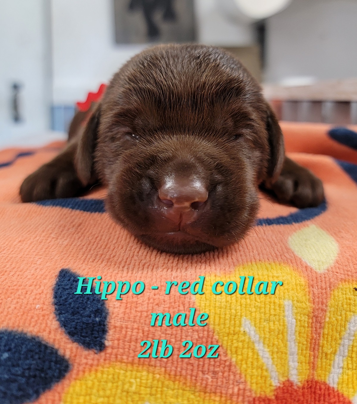 Current litters-Labrador Puppies | Johnson Point Labradors