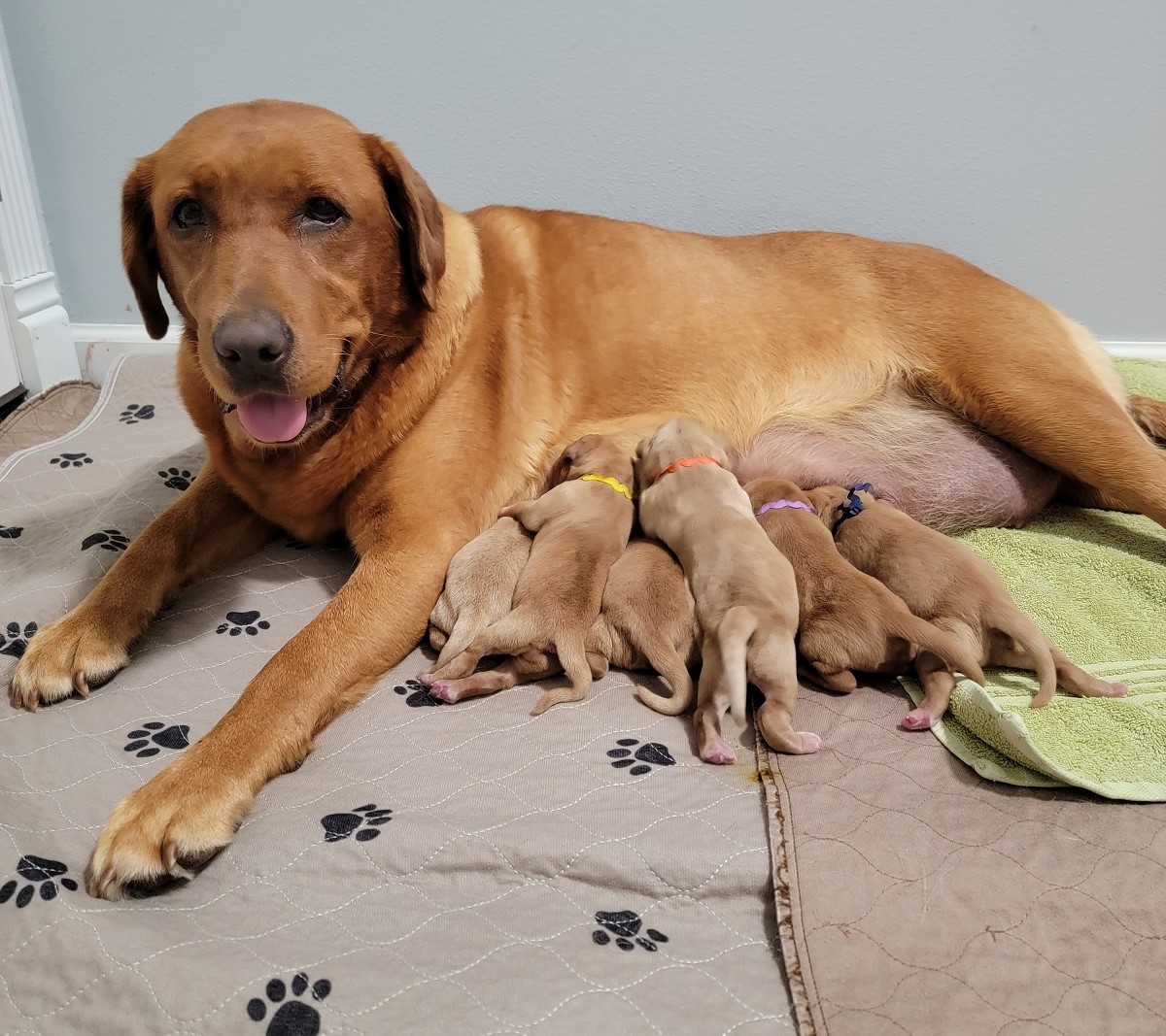 Current litters-Labrador Puppies | Johnson Point Labradors